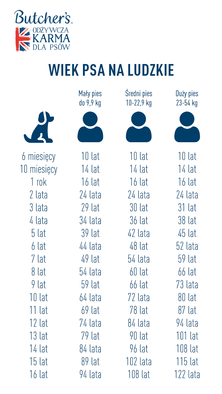Psie lata na ludzkie - jaki jest wiek psa na ludzki? - Butchers